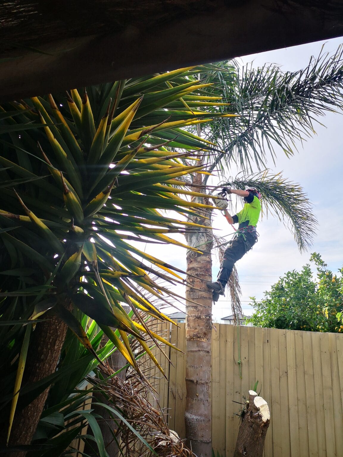 Tree Removal Services | Proleaf Pty Ltd