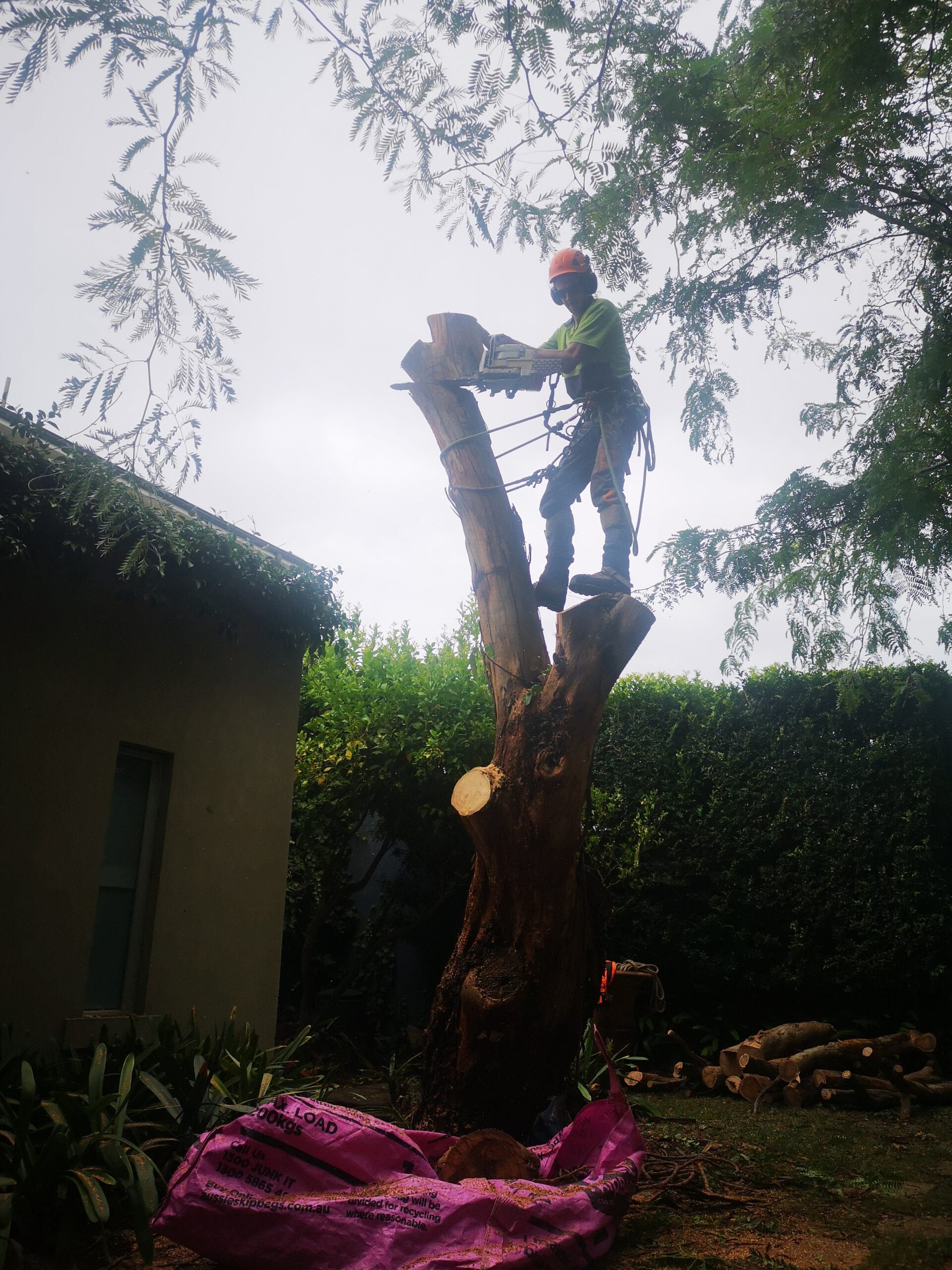 Tree Removal Services | Proleaf Pty Ltd